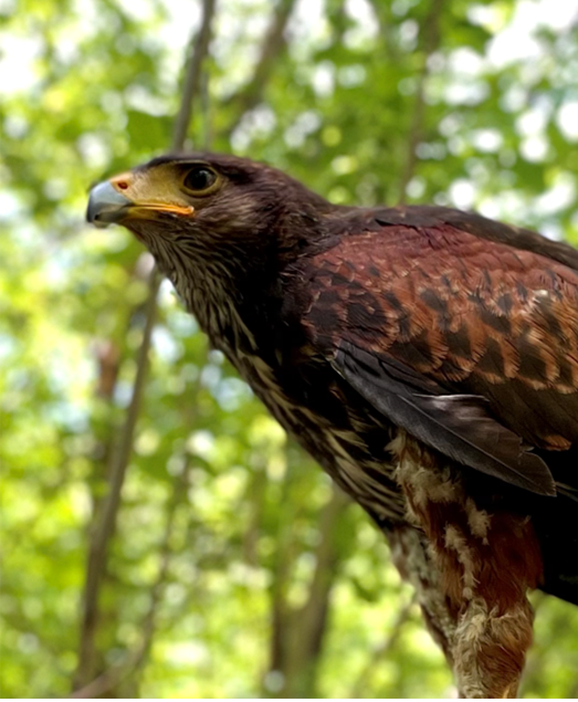 Hawks & Buzzards – Huxley's Birds of Prey Centre and Garden